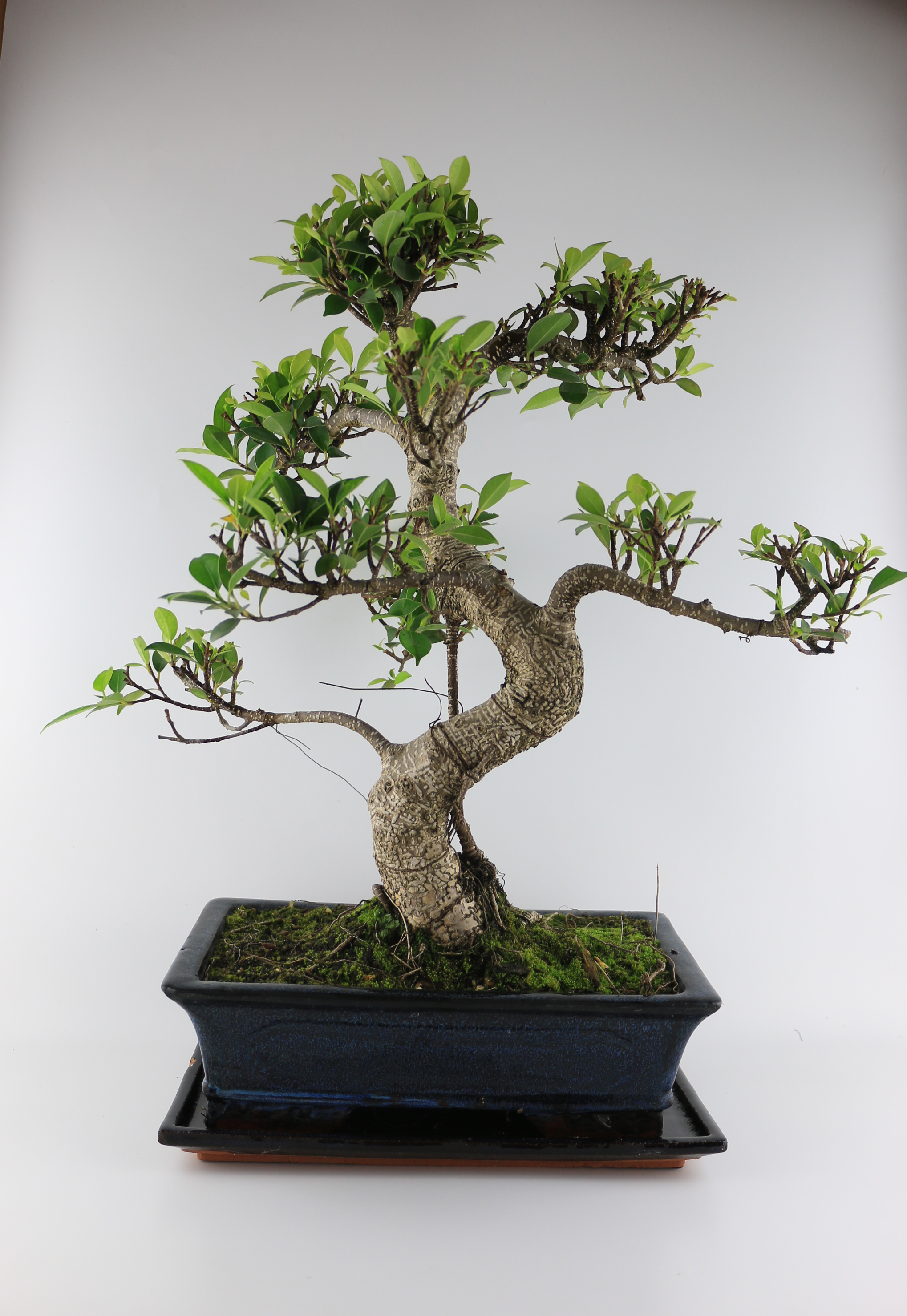 Superior Chinese Bonsai Nursery Co.,Ltd